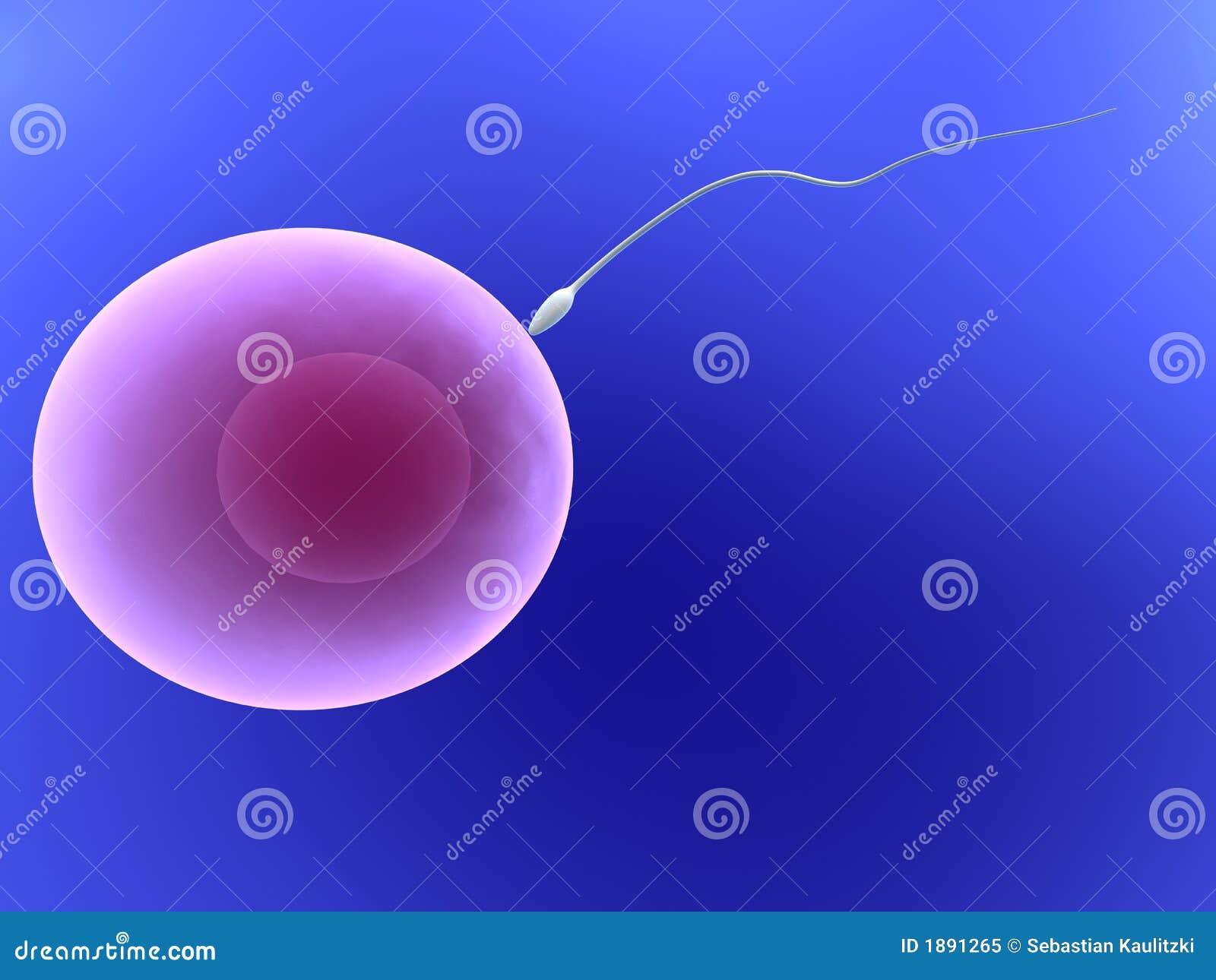 Ovule Humain Avec Le Sperme Illustration Stock - Illustration du ...