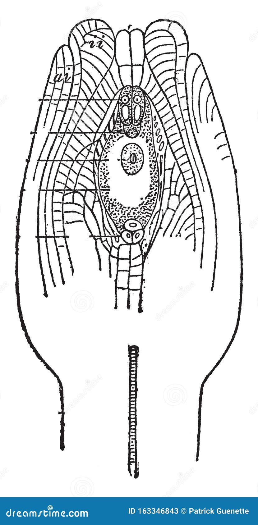 Ovule vintage illustration stock vector. Illustration of structure ...