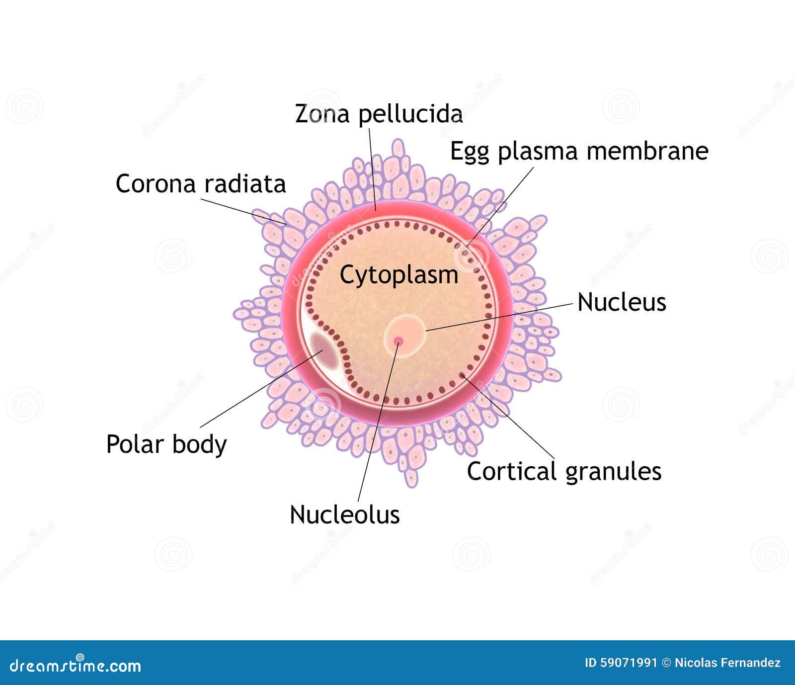 Ovulo illustrazione di stock. Illustrazione di riproduttivo - 59071991