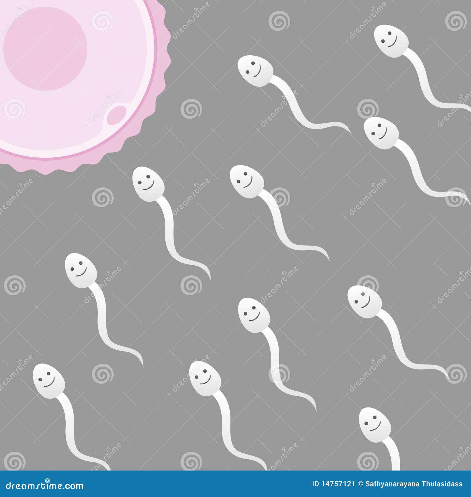 Ovulule van spermacellen vector illustratie. Illustration of pregnancy ...