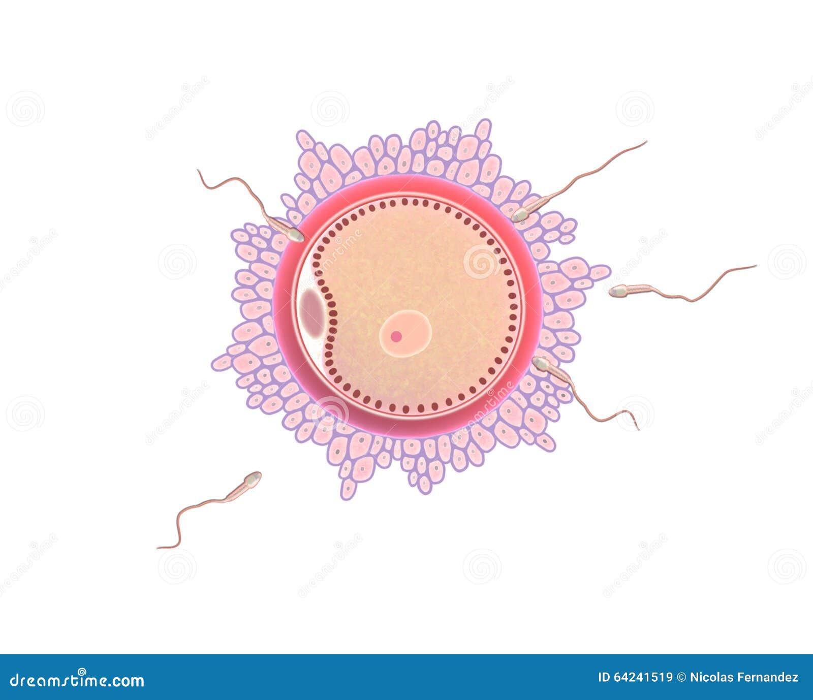 Ovulum stock abbildung. Illustration von wiedergabe, kern - 64241519