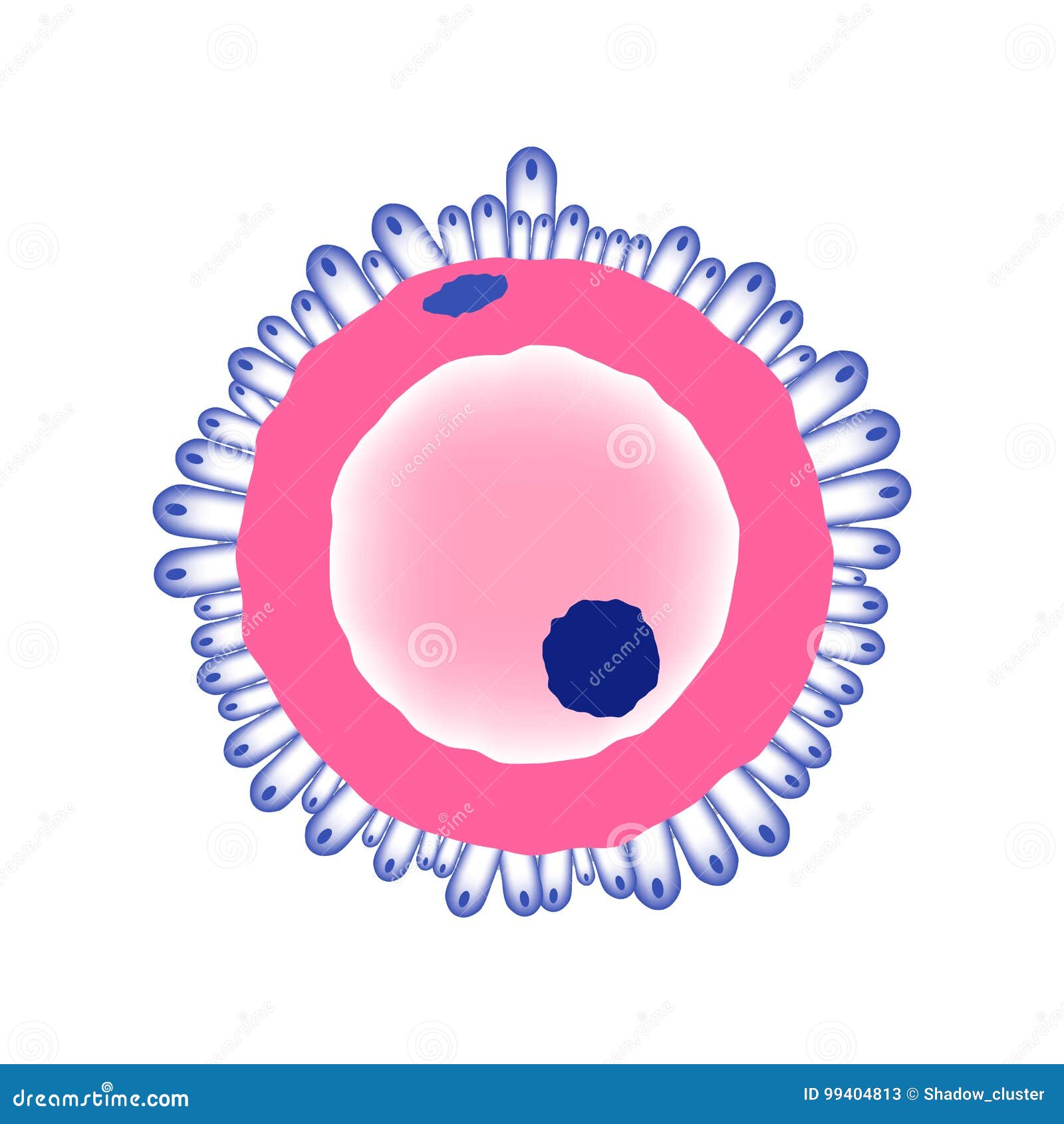 Ovulum-medizinische Illustration Vektor Abbildung - Illustration von ...
