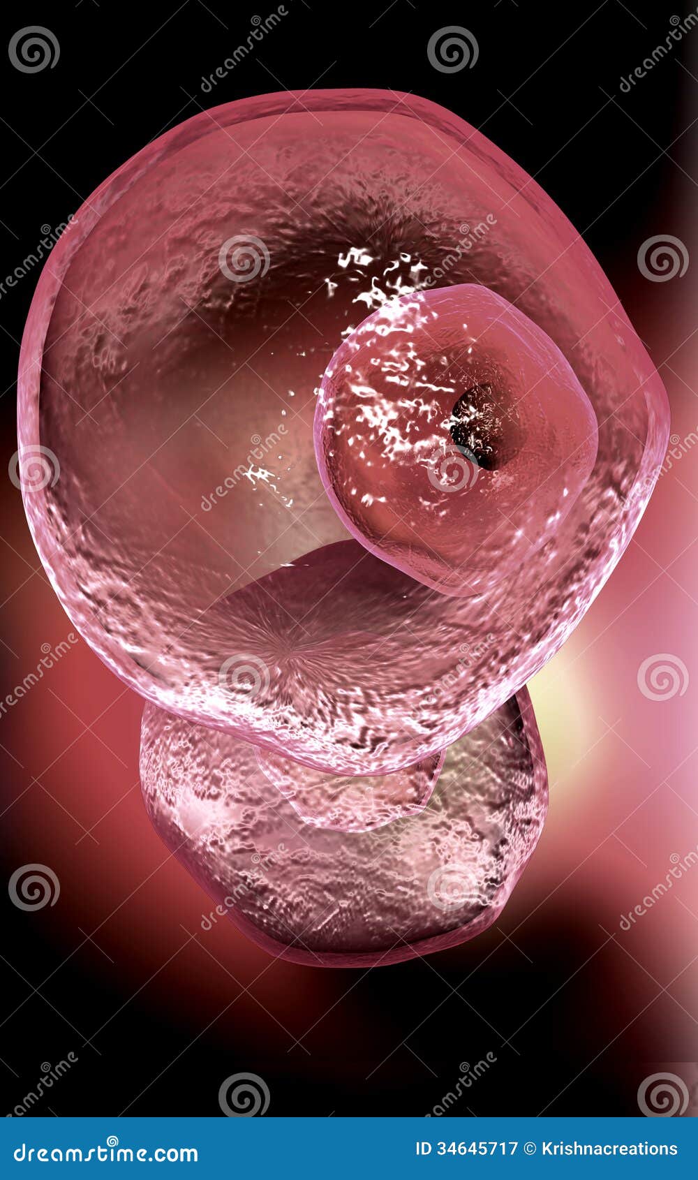 Ovum cell stock illustration. Illustration of graphic - 34645717