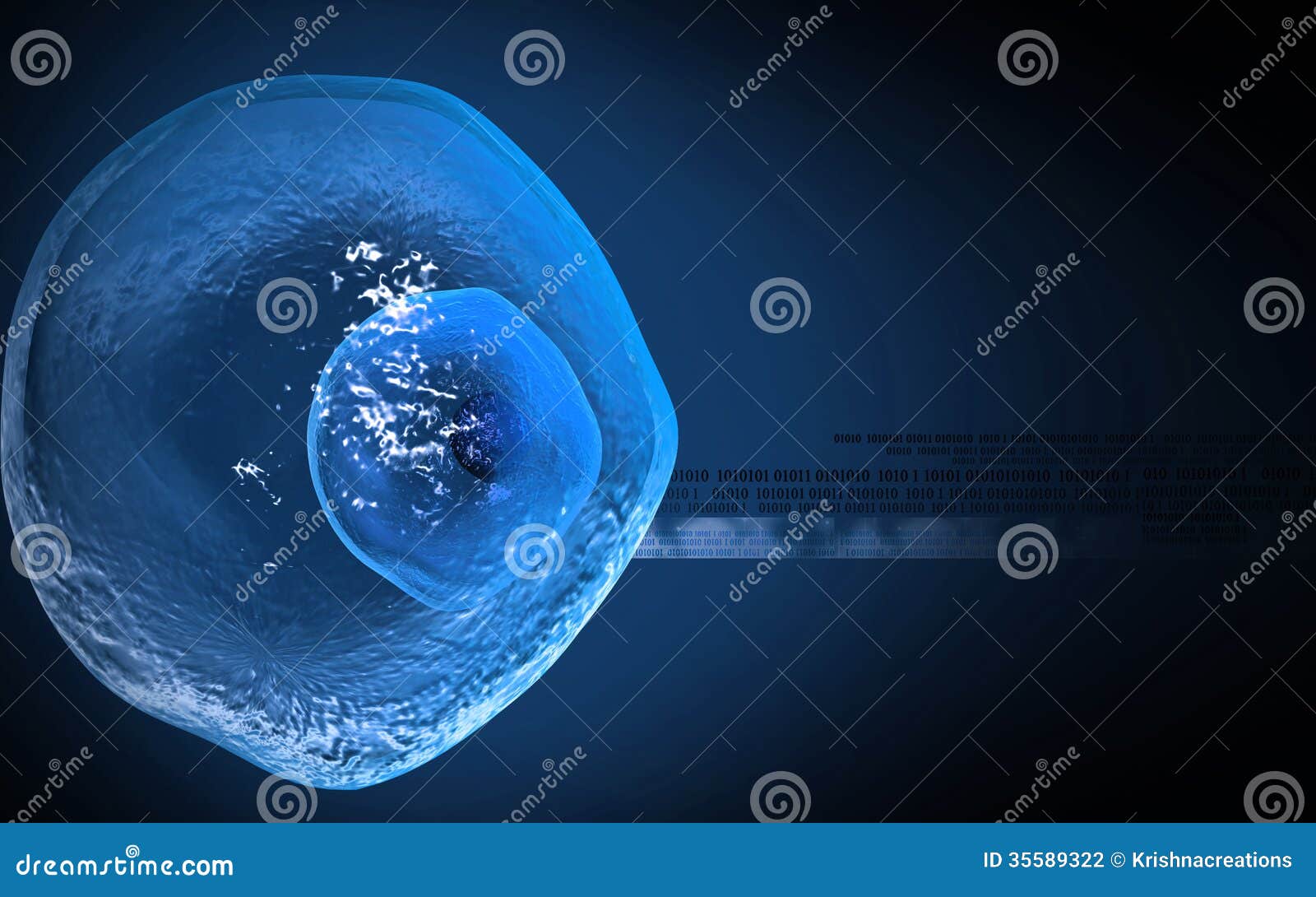 Ovum Cell Royalty-Free Illustration | CartoonDealer.com #45032406