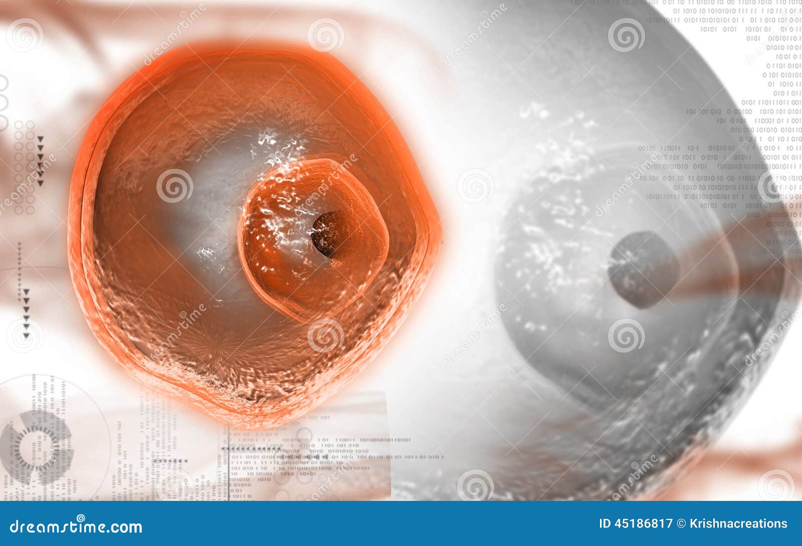 Ovum cell stock illustration. Illustration of ovum, digital - 45186817