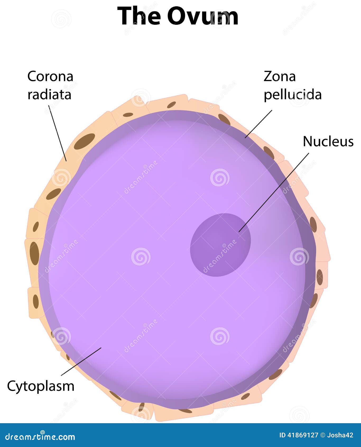 The Ovum stock vector. Illustration of sperm, foetus - 41869127