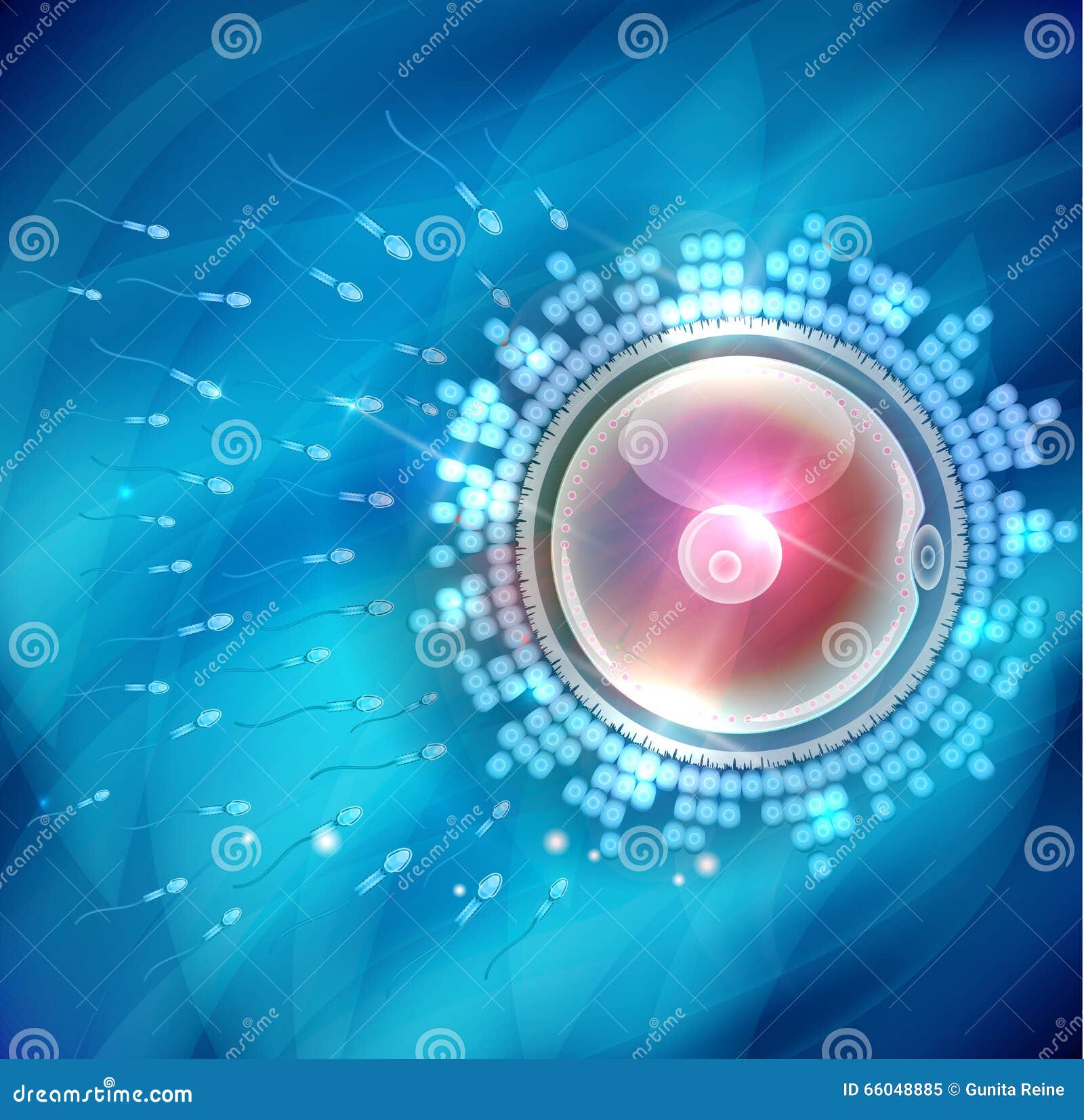 Ovum Fertilization Blue Background Stock Vector - Illustration of ...