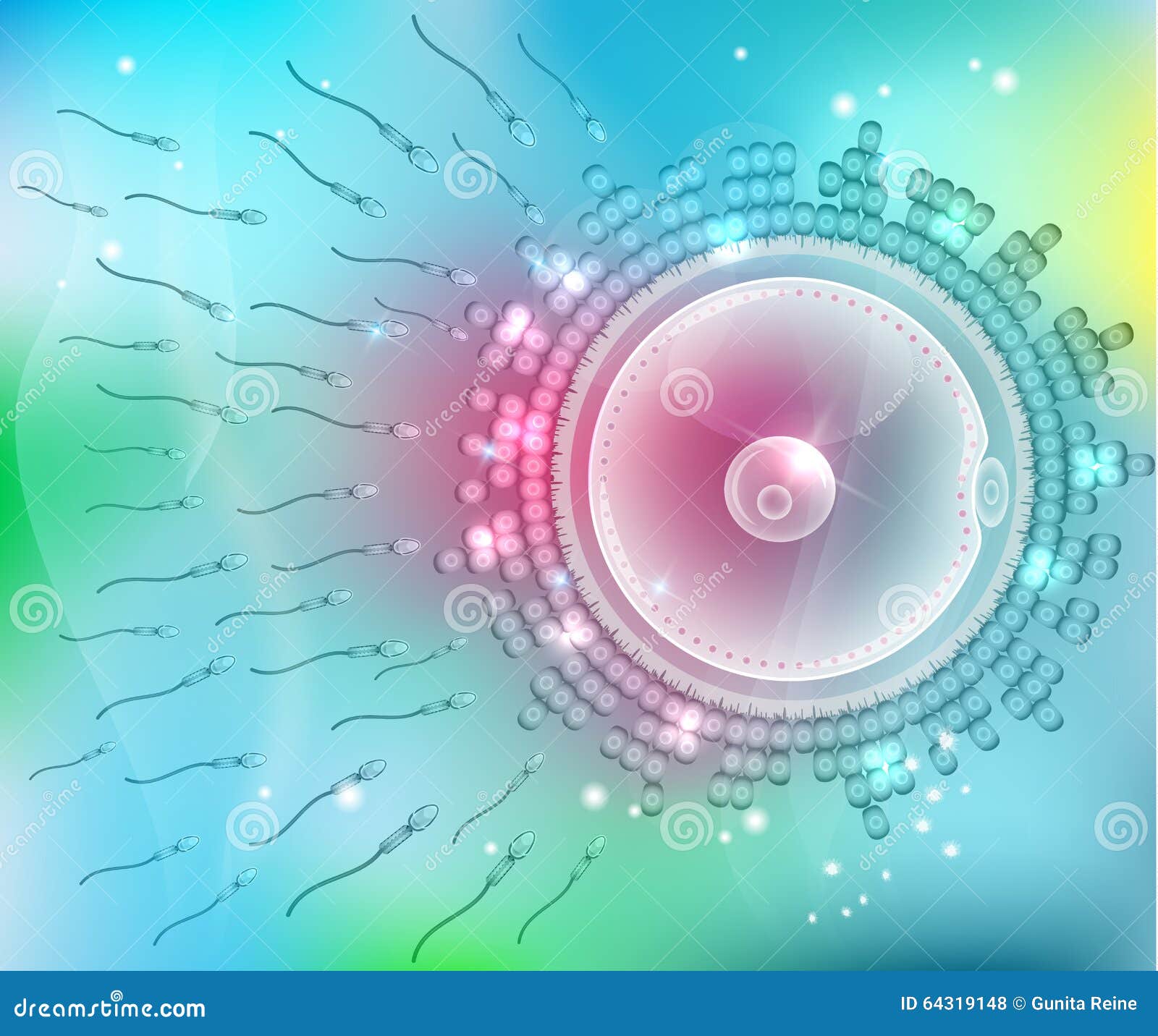 Ovum fertilization stock vector. Illustration of gynecology - 64319148