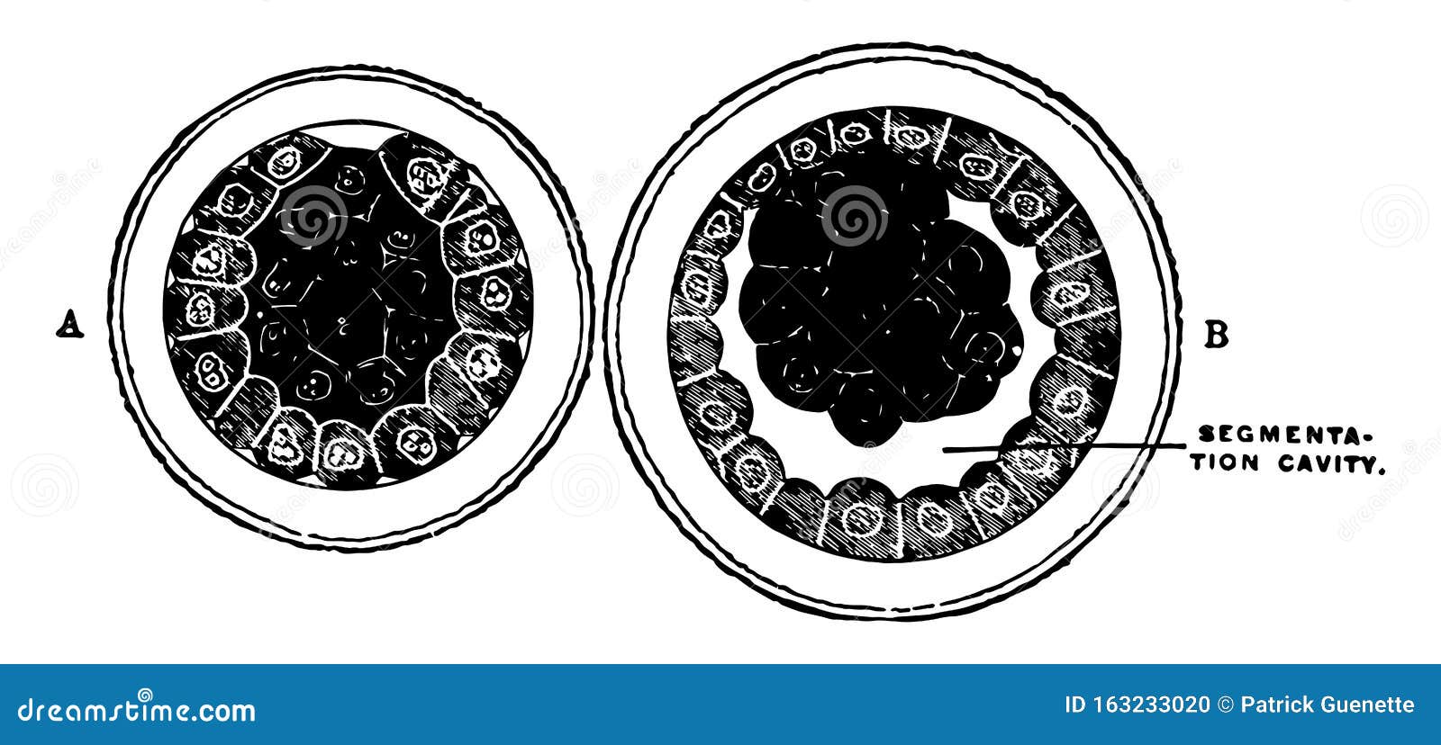 Segmentation Of The Ovum. The Human Body Arises From The Egg-cell ...