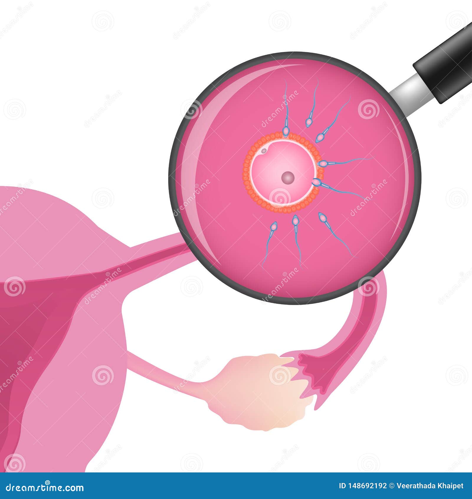 Female Ovum Fertilization Cartoon Vector 64388575