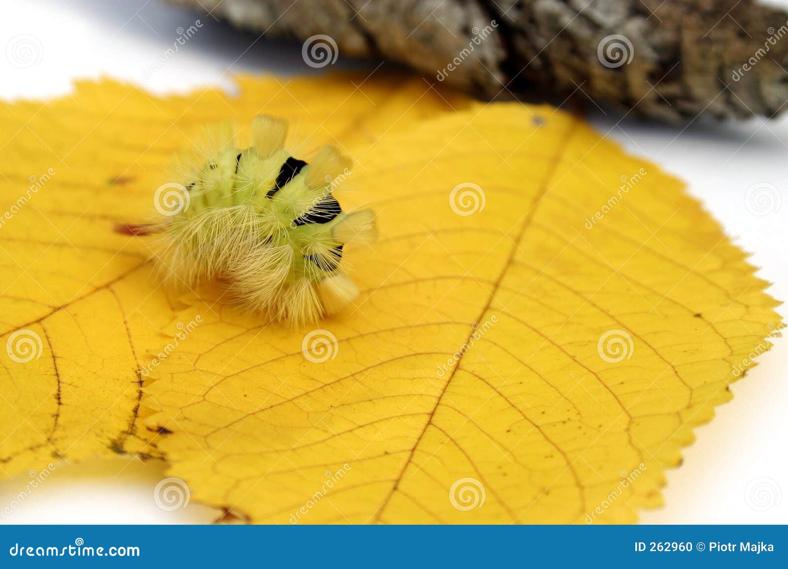 Owłosiona " gasienica " zdjęcie stock. Obraz złożonej z samotny - 262960