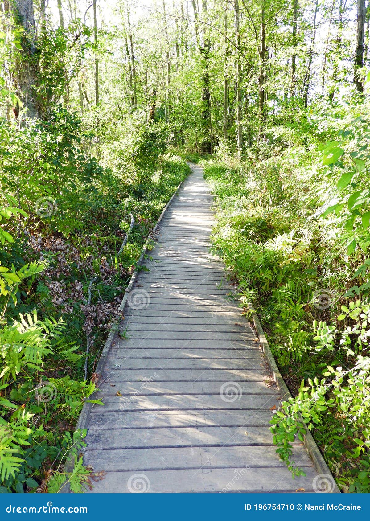 Owasco Inlet Nature Trail Boardwalk through Wetlands Stock Photo ...