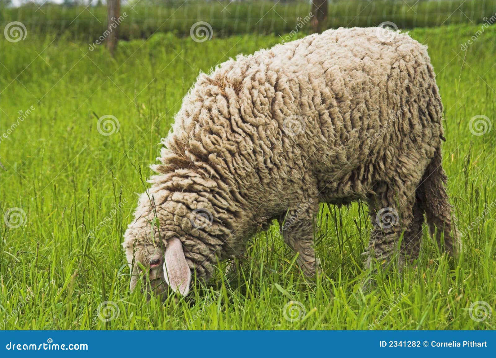 Owce zdjęcie stock. Obraz złożonej z facet, greenbacks - 2341282