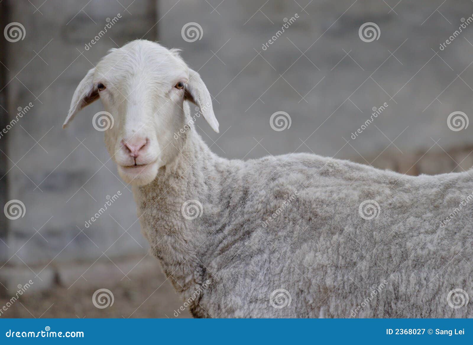 Owce obraz stock. Obraz złożonej z biały, stary, przyroda - 2368027