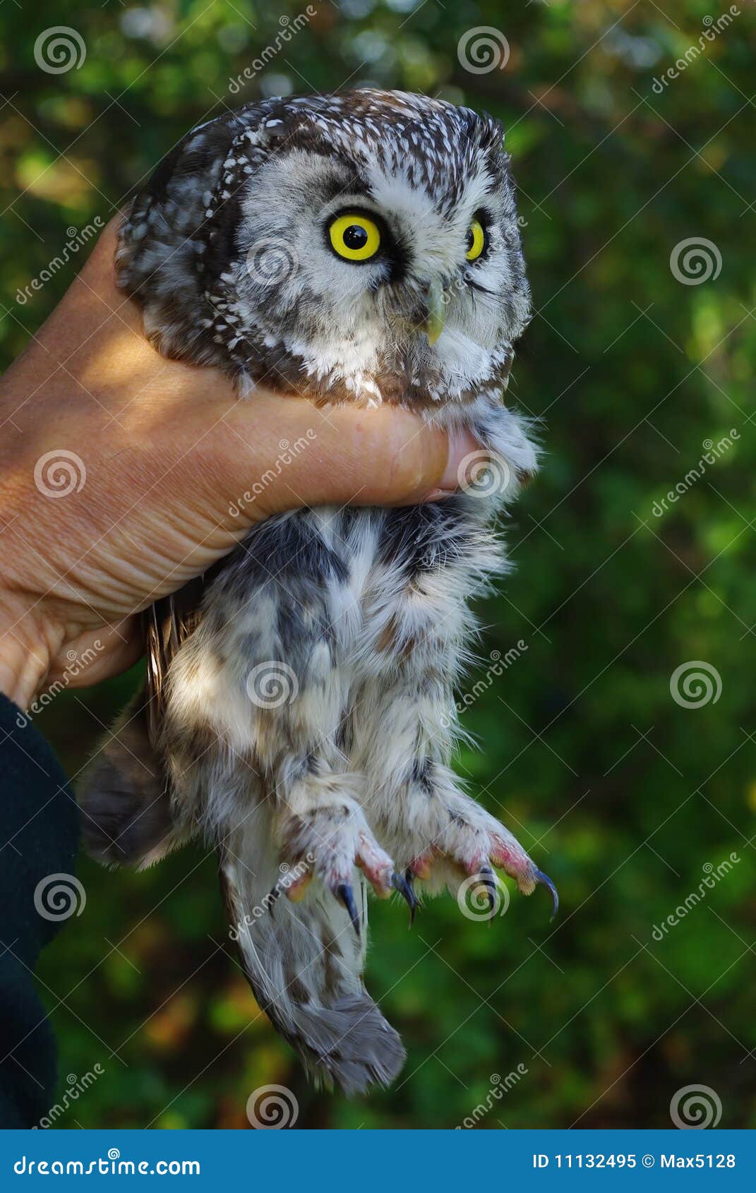 Owl stock image. Image of night, hold, unclench, paws - 11132495