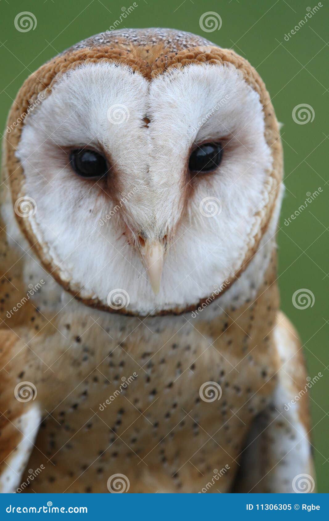 Owl stock image. Image of head, face, profile, bird, portrait - 11306305