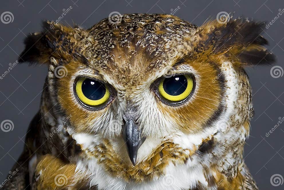 Owl stock image. Image of night, feathers, vision, eyes - 14344847