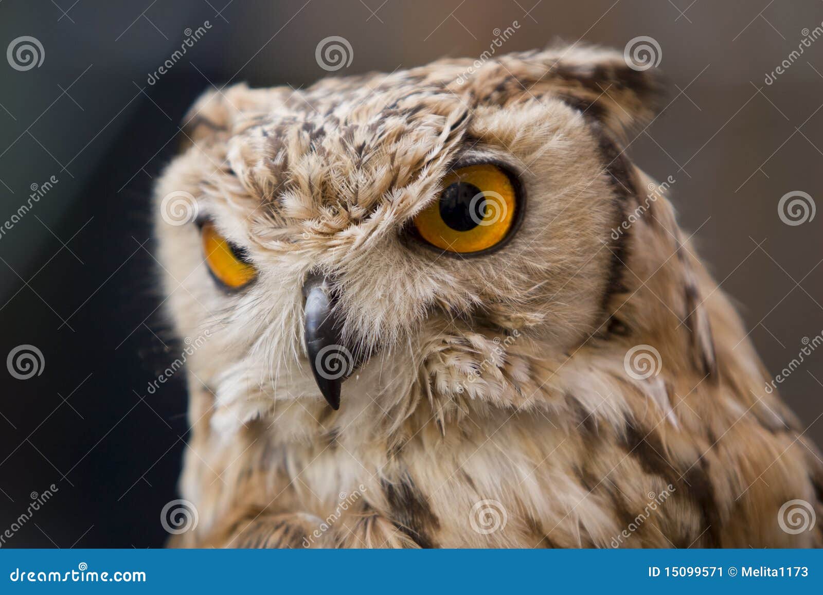 234 Owl Studying Stock Photos - Free & Royalty-Free Stock Photos from ...