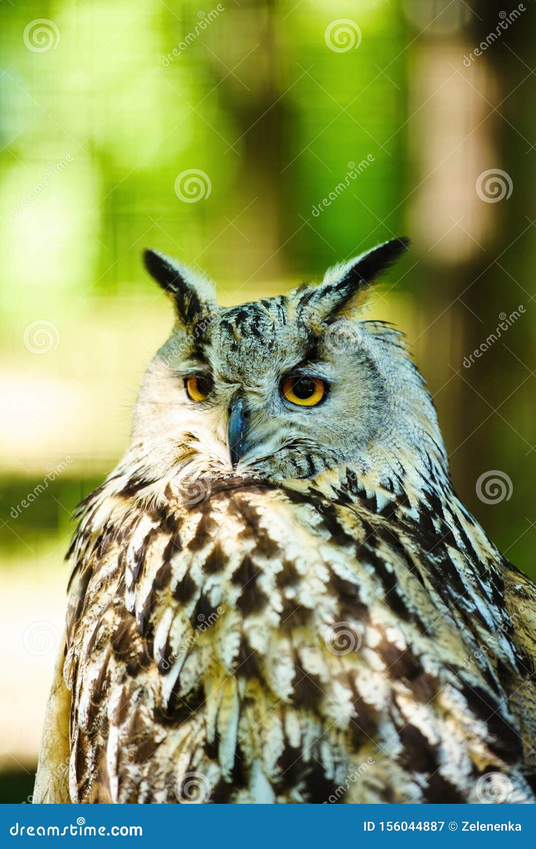 Owl stock image. Image of avian, night, nature, look - 156044887