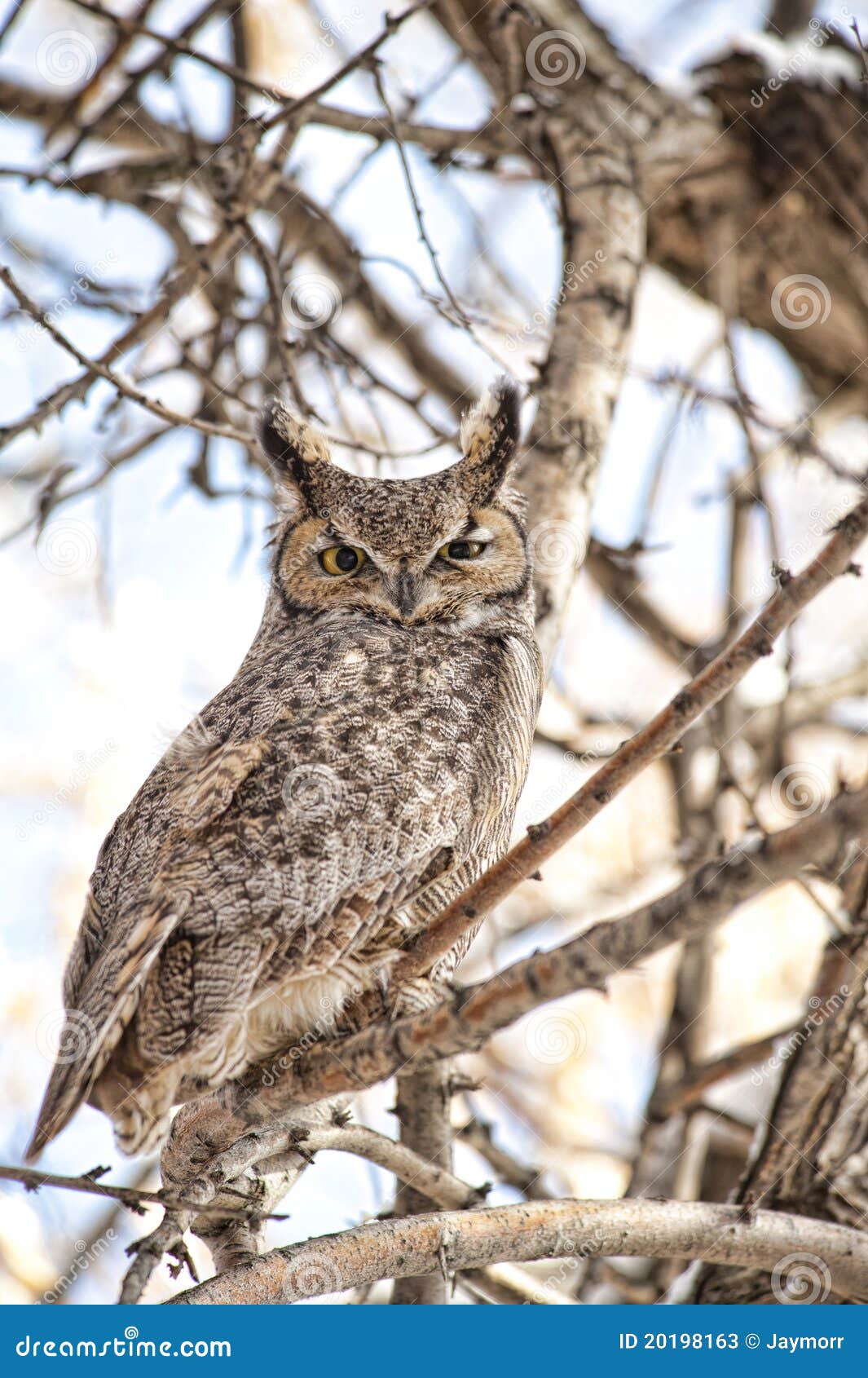 Great Horn Owl Stock Photos - Free & Royalty-Free Stock Photos from ...