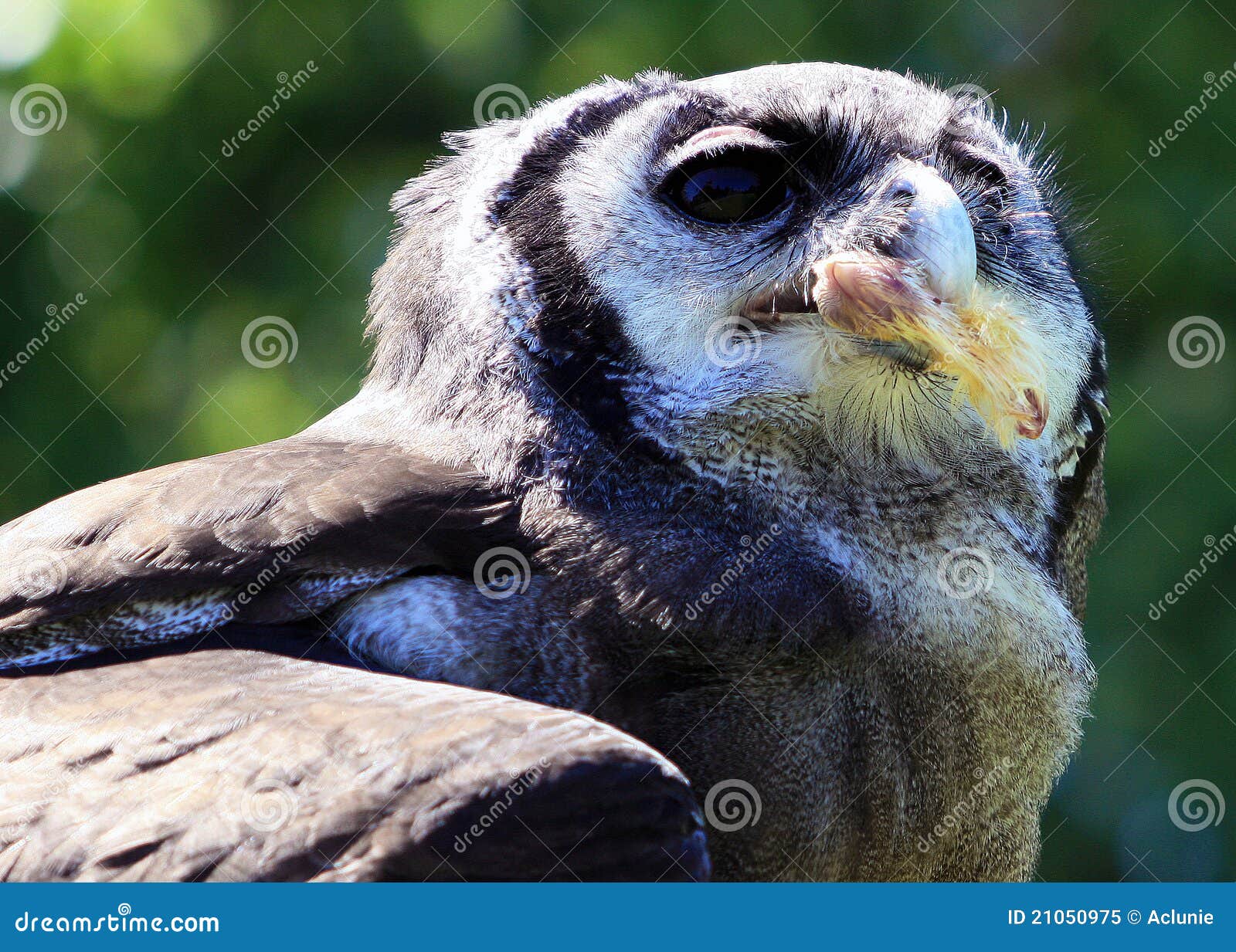 Owl stock image. Image of nature, predator, prey, natural - 21050975
