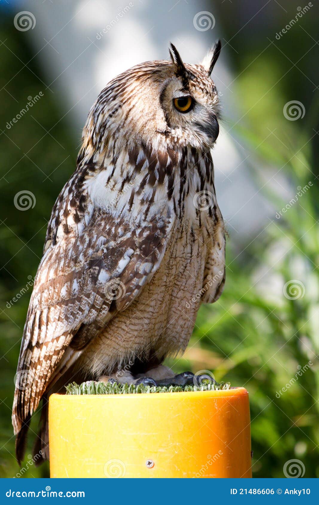 Owl stock photo. Image of great, standing, profile, natural - 21486606