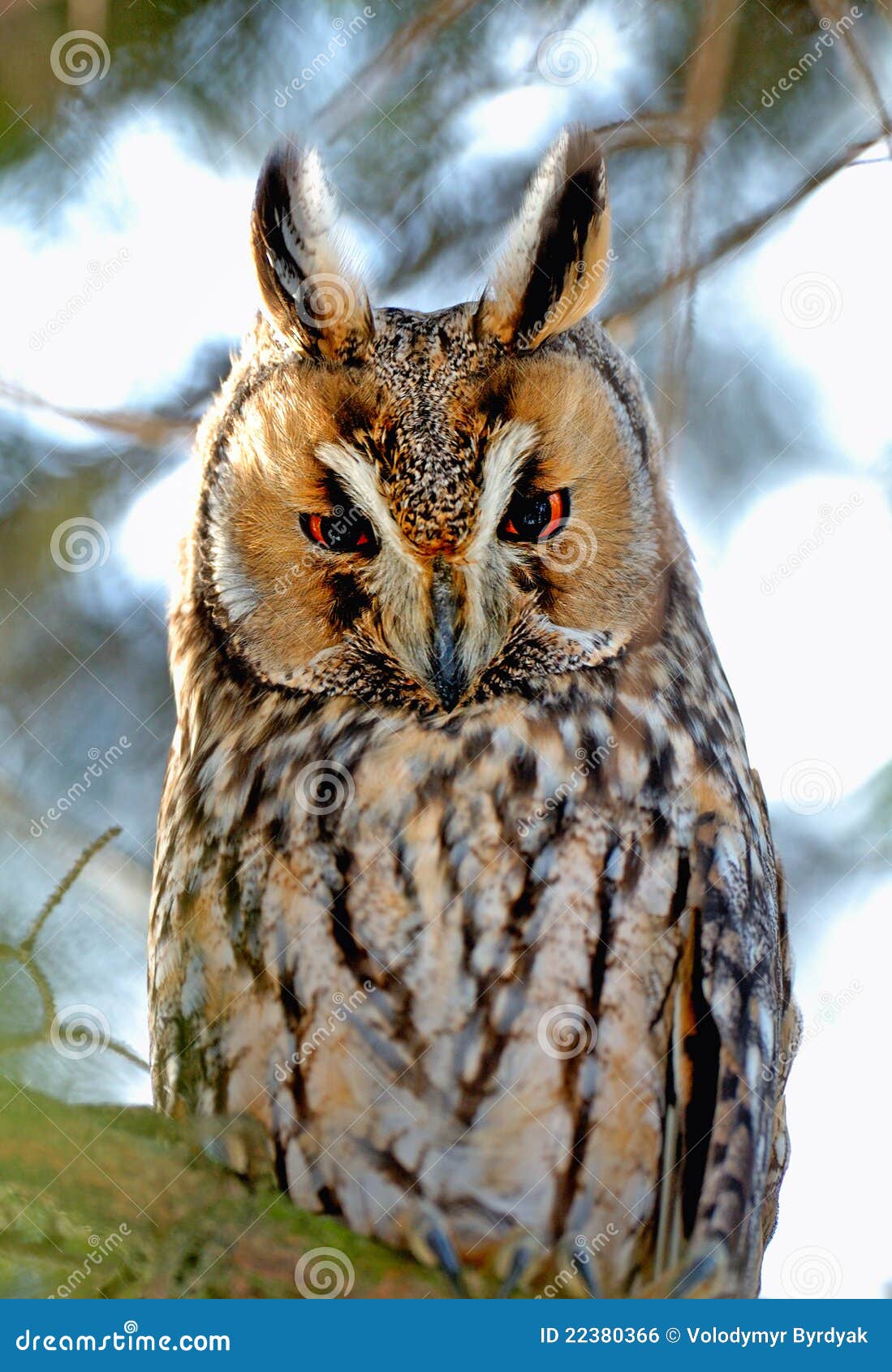 Owl stock photo. Image of hunt, brown, pray, bird, plumage - 22380366