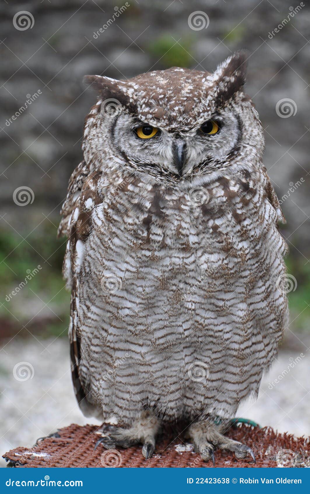 Owl stock photo. Image of nature, close, night, expression - 22423638