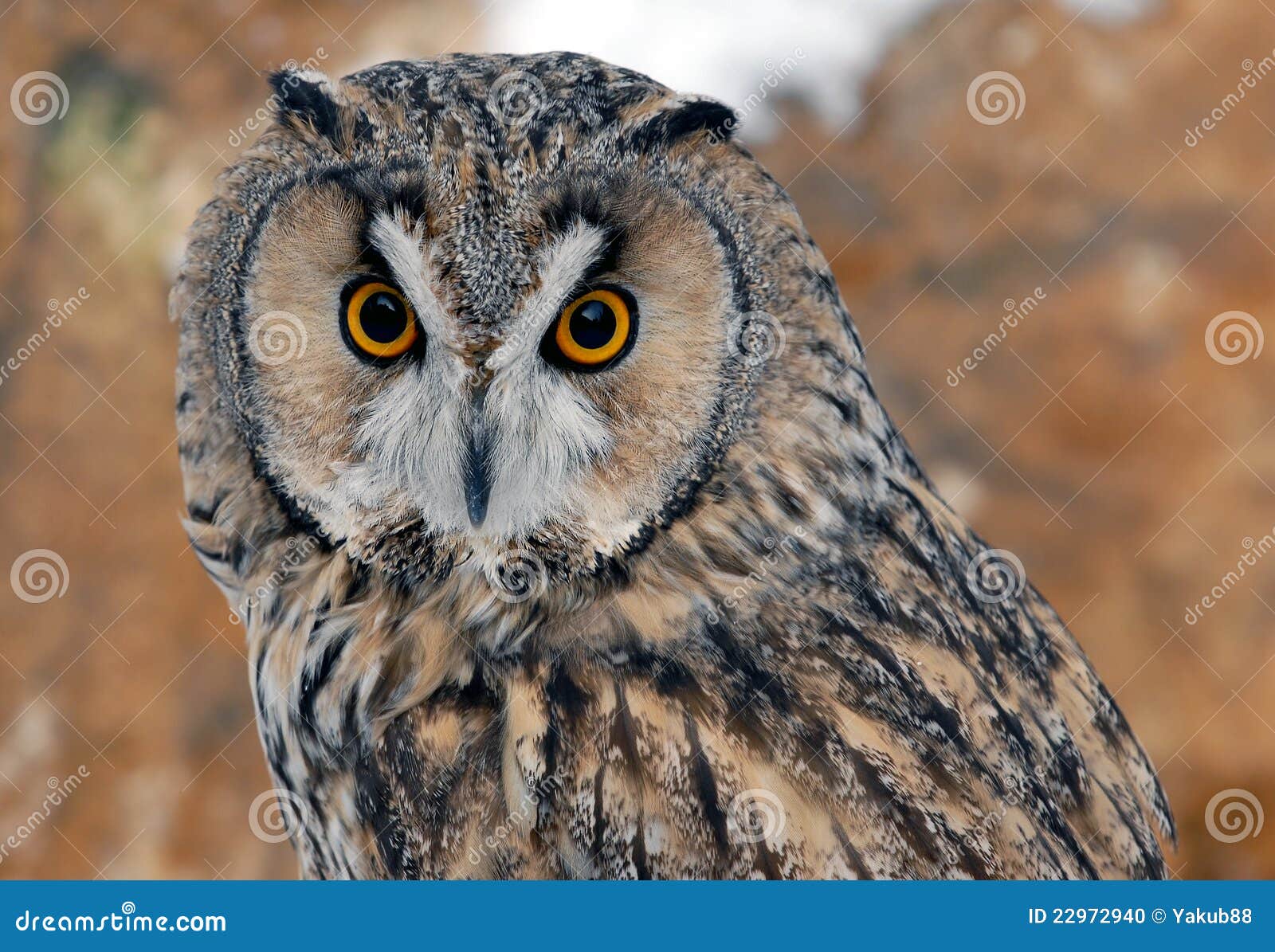 Owl arkivfoto. Bild av klokt, uggla, medf8ort, fjädrar - 22972940