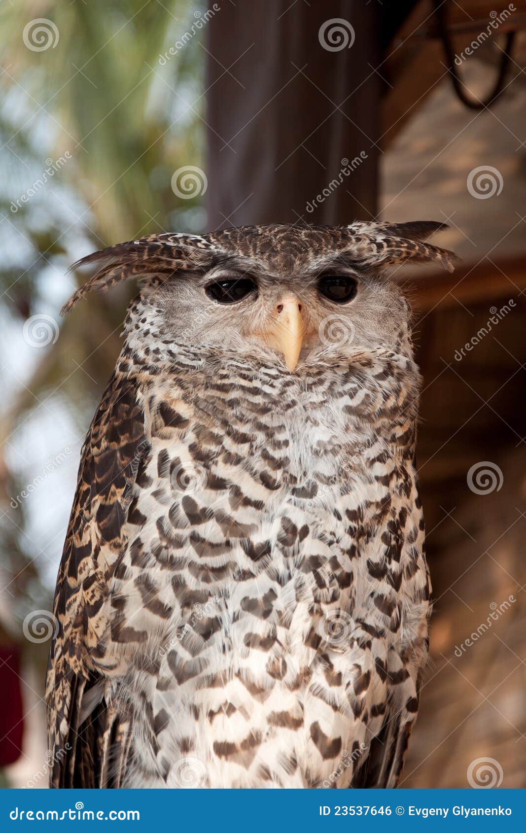 Owl stock photo. Image of beak, nose, feather, nature - 23537646