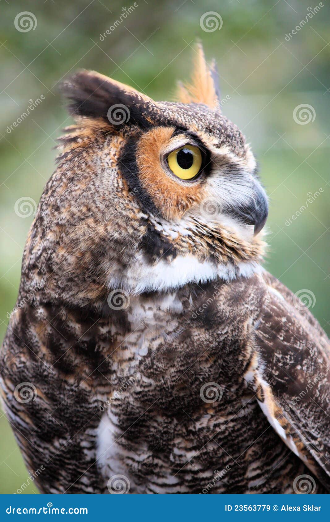 Owl stock image. Image of feathers, yellow, animal, weird - 23563779