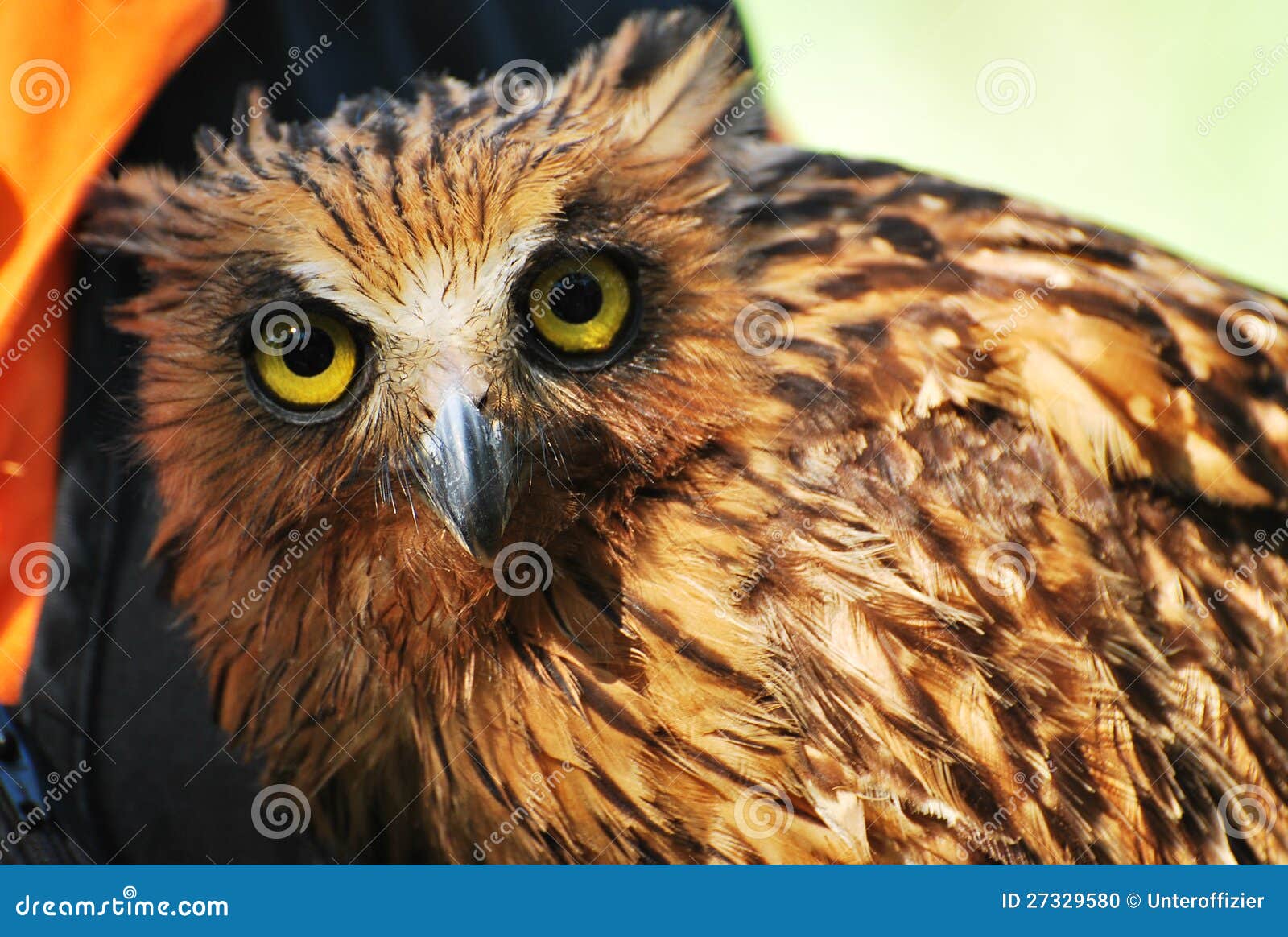 A Tawny Fish Owl stock photo. Image of prey, nocturnal - 27329580