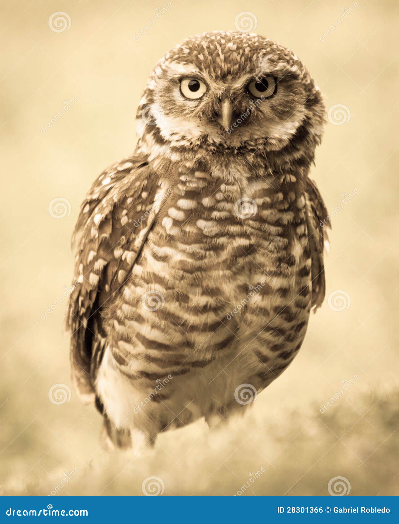 Owl stock photo. Image of awake, carnivorous, expression - 28301366