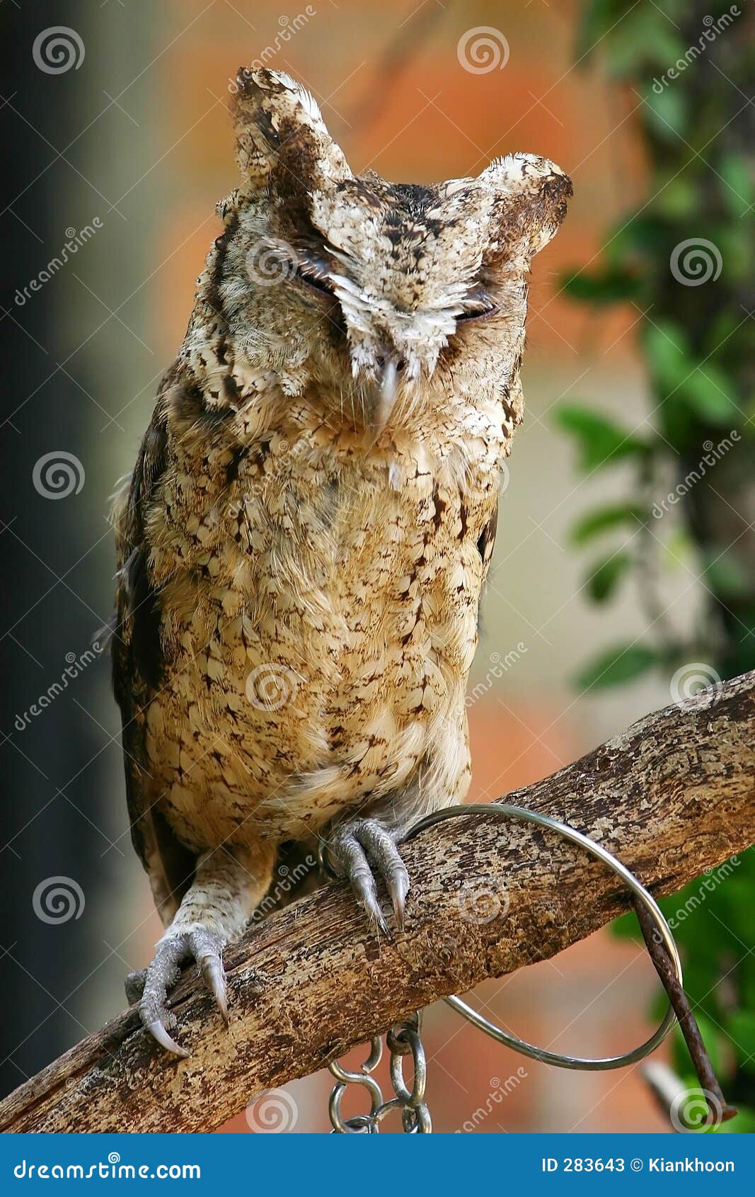 321 Napping Bird Stock Photos - Free & Royalty-Free Stock Photos from ...