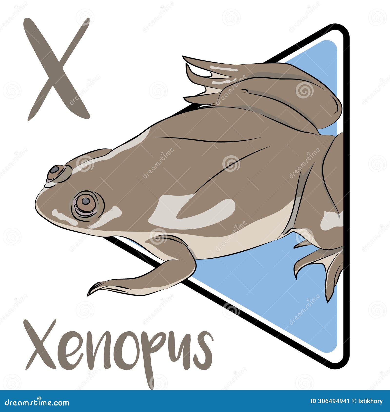 Xenopus Commonly Known As the Clawed Frog. Stock Illustration ...