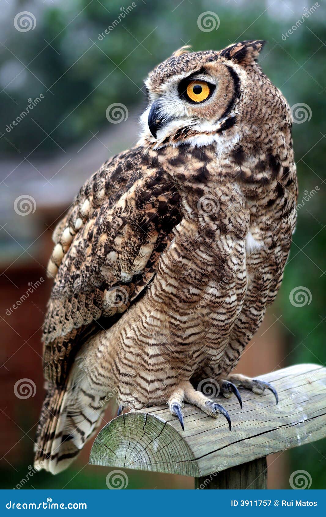 Owl Standing on a Wooden Perch Stock Image - Image of closeup, looking ...