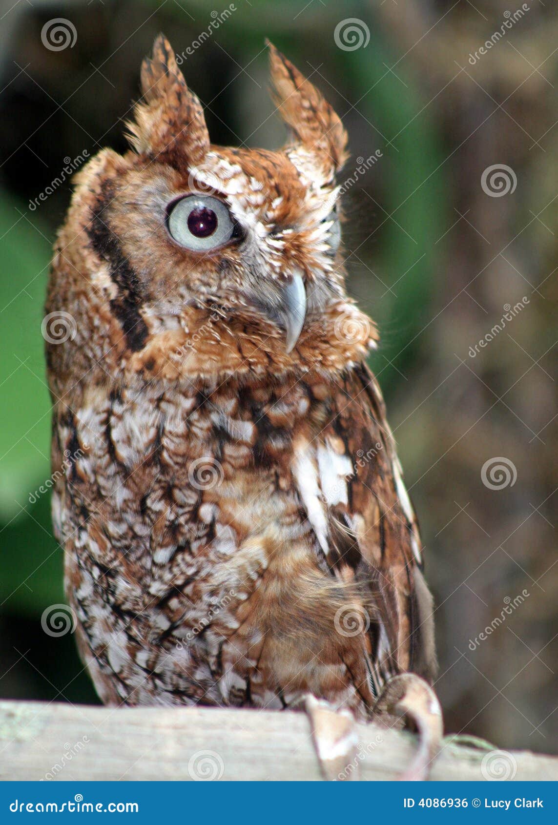 Owl stock photo. Image of feather, ears, eyes, feathers - 4086936