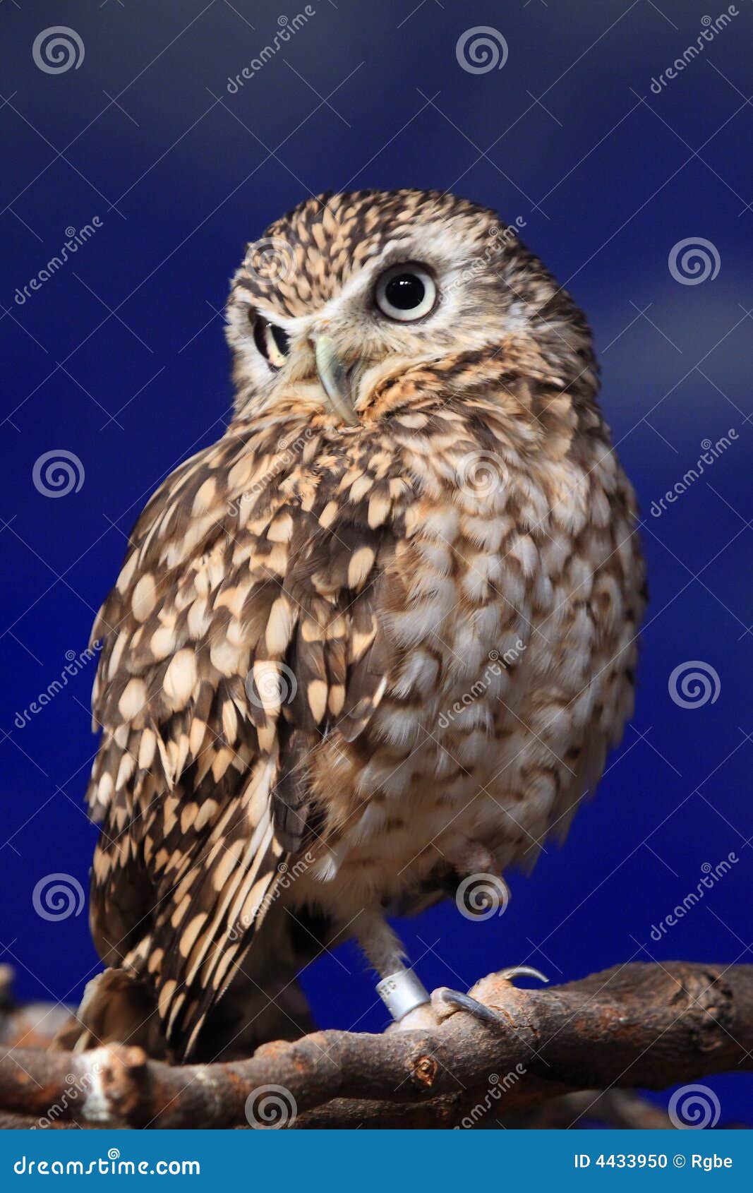 Thinking Owl Stock Photos - Free & Royalty-Free Stock Photos from ...