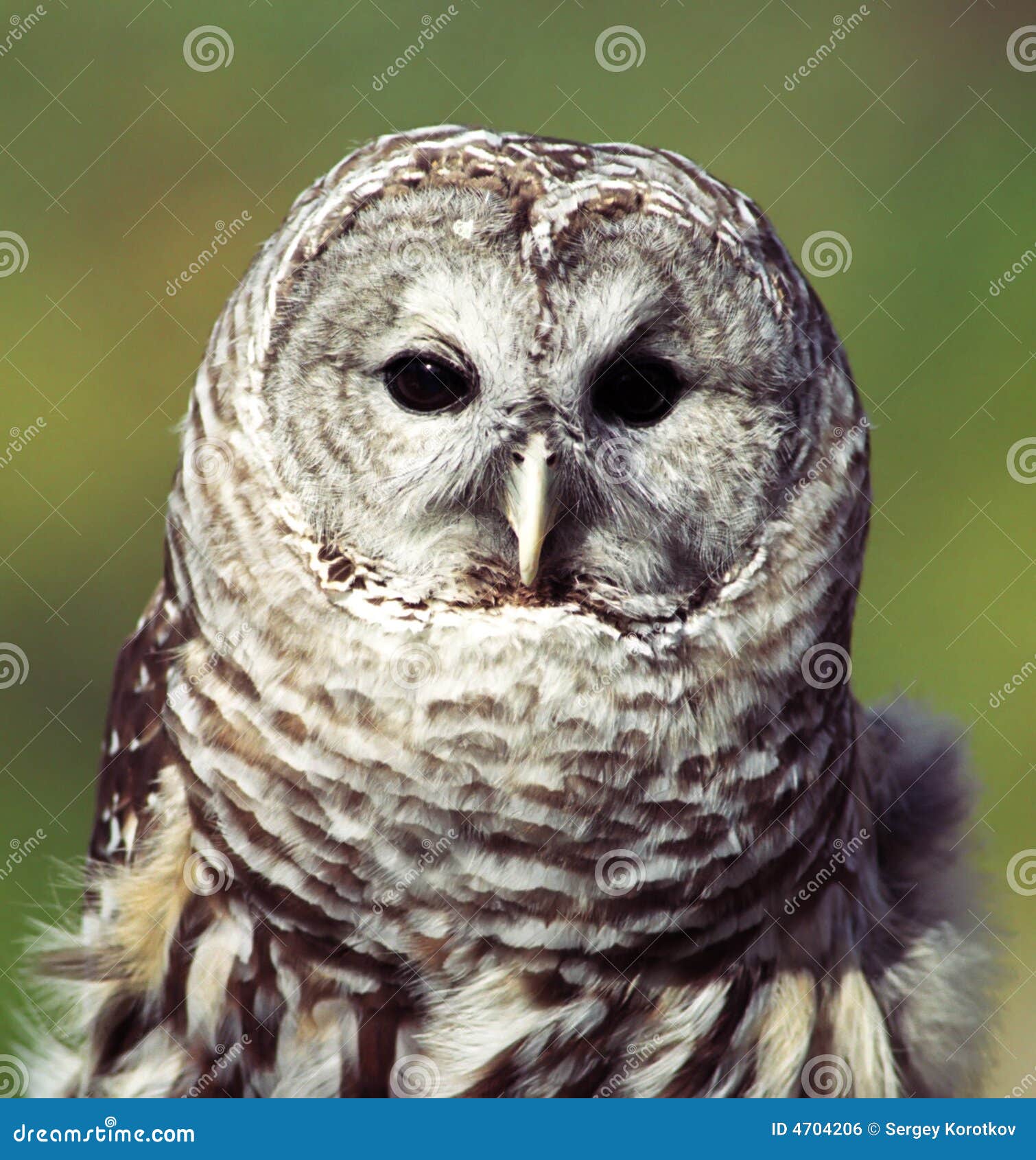 Owl Portrait Lateral View Royalty-Free Stock Image | CartoonDealer.com ...