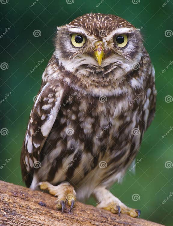Owl stock image. Image of little, bird, animal, beak, broken - 9480207