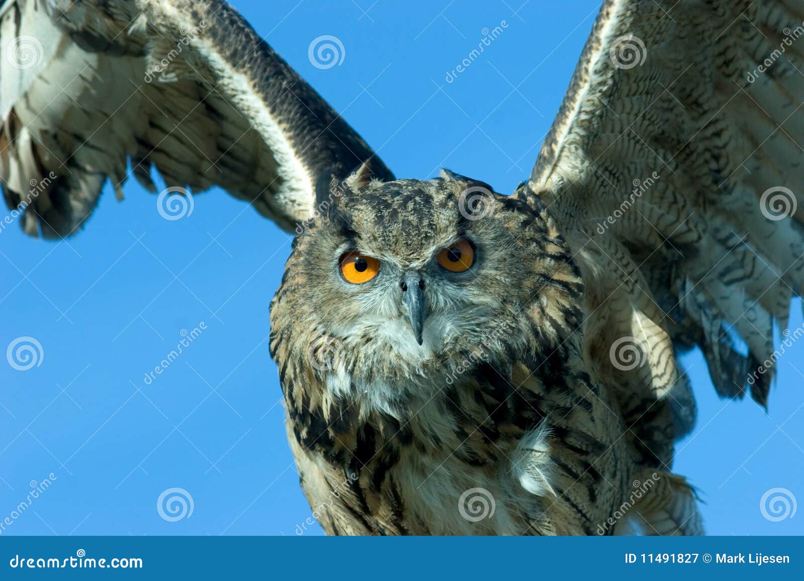 Owl in action stock image. Image of nature, feather, bird - 11491827