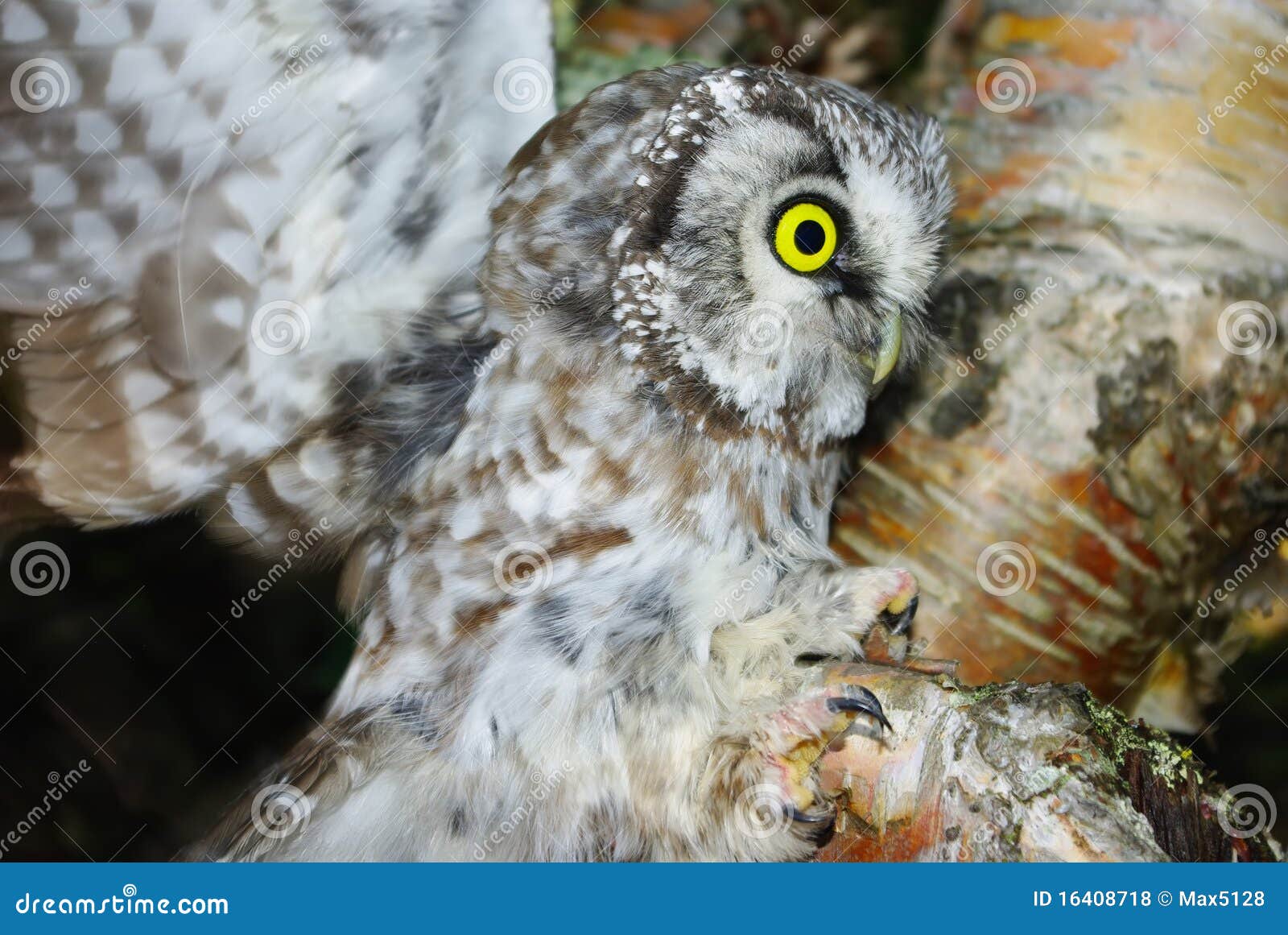 Owl (Aegolius funereus) stock photo. Image of nature - 16408718
