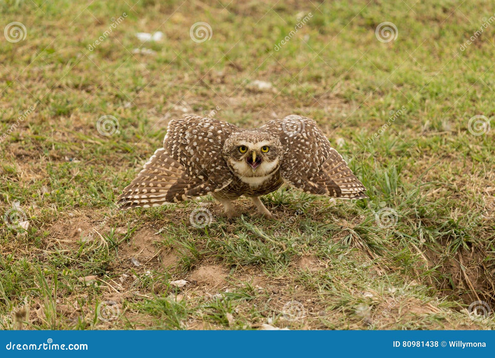 Owl attacking stock photo. Image of grass, wild, look - 80981438