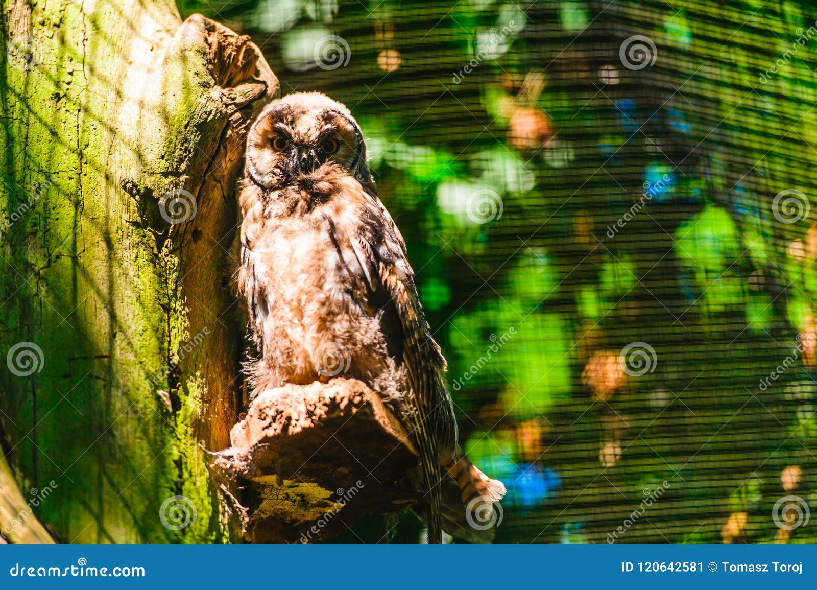 Owl in the aviary stock image. Image of aviary, wildlife - 120642581
