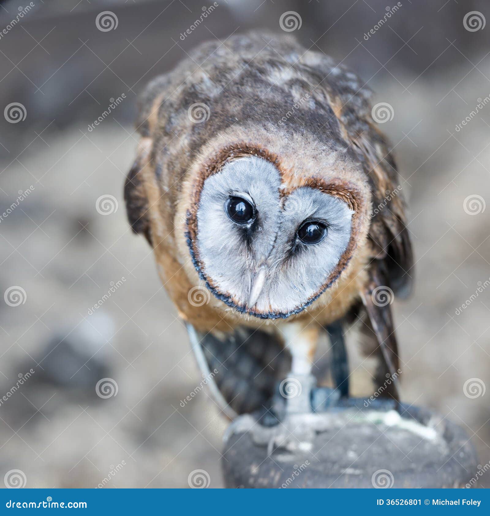 Owl stock image. Image of alert, fear, prey, stare, body - 36526801
