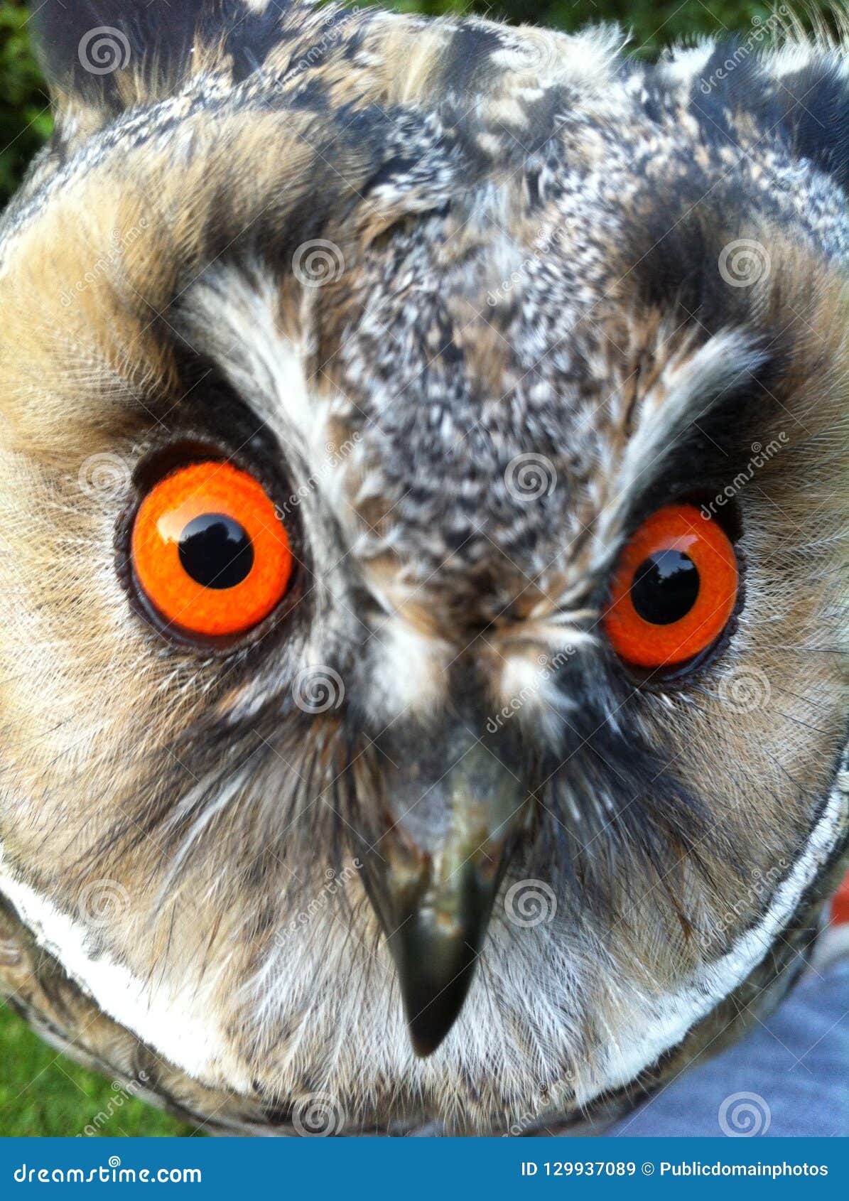 Owl, Beak, Bird Of Prey, Fauna Picture. Image: 129937089