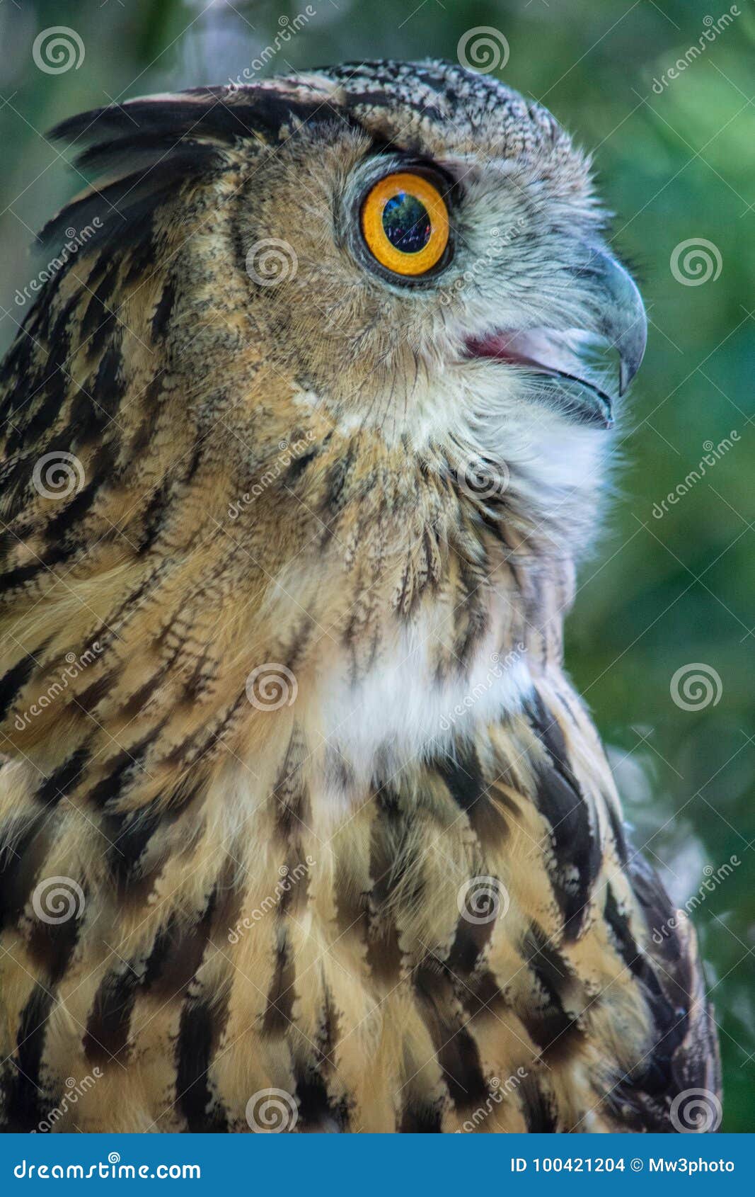 Side view of owl stock photo. Image of feather, view - 100421204