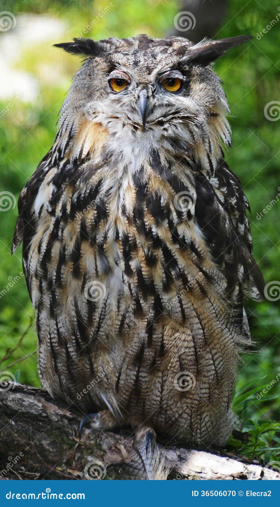 Owl stock photo. Image of ears, grass, garden, nose, green - 36506070