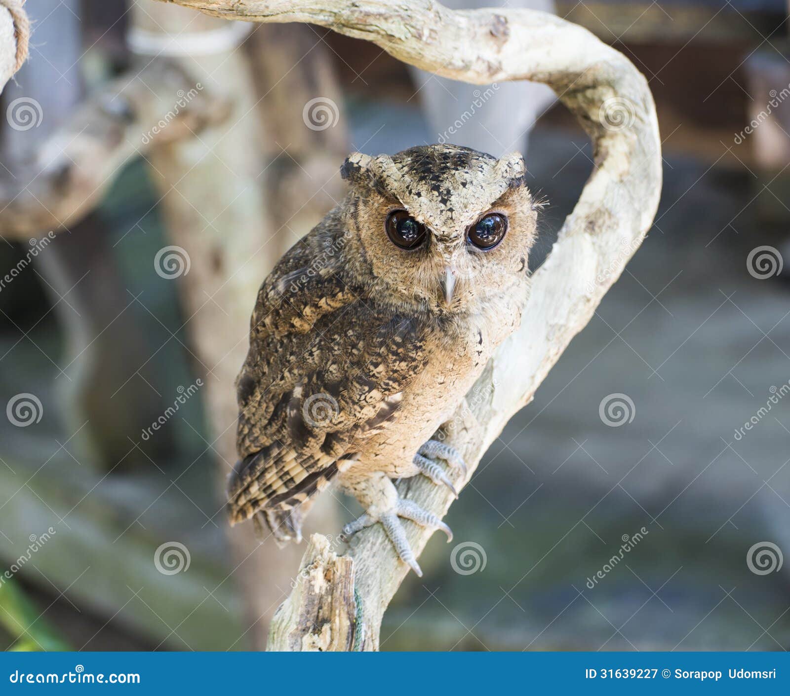 Owl bird stock image. Image of nature, branch, prey, portrait - 31639227