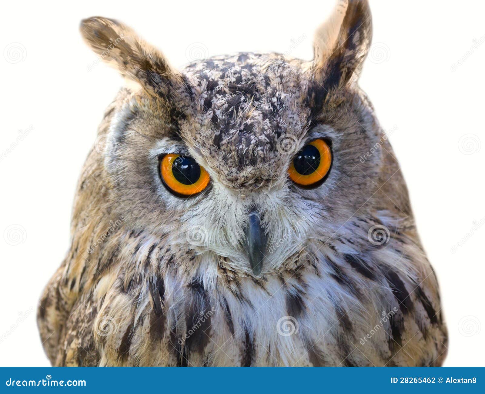 Owl bird head stock photo. Image of watching, studio - 28265462